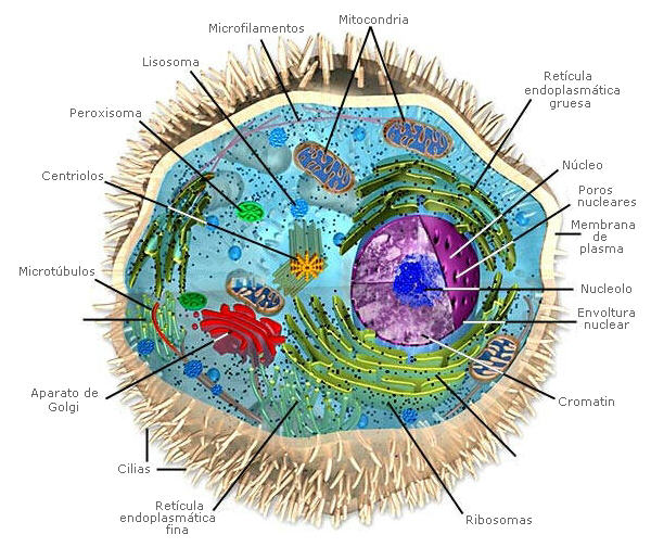BIOLOGIA HUMANA: LA CELULA EN GENERAL